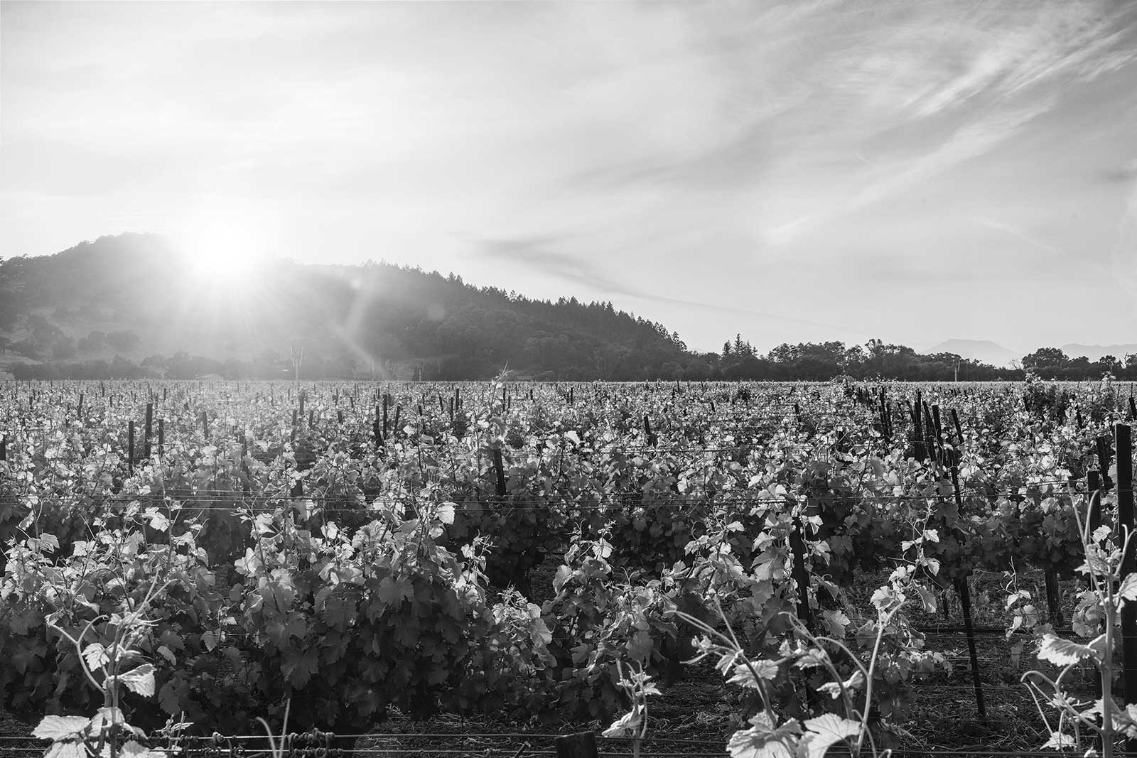 Cabernet Sauvignon - Mason Cellars