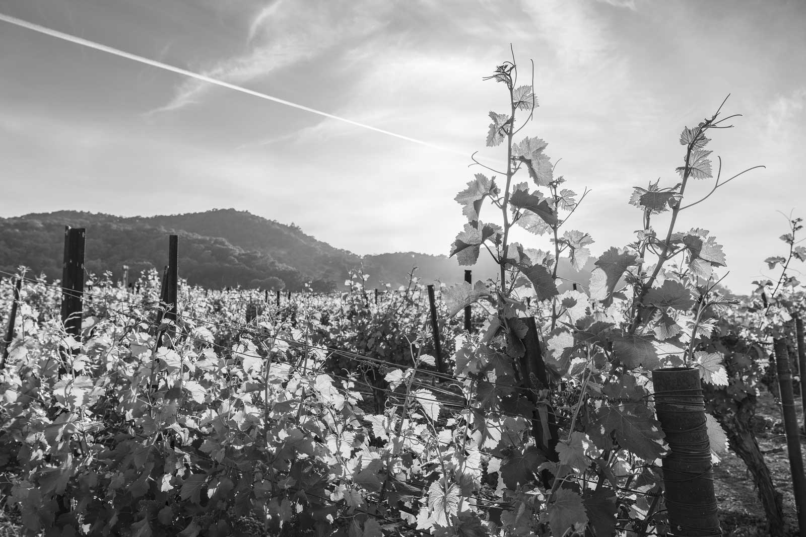 Sauvignon Blanc - Mason Cellars