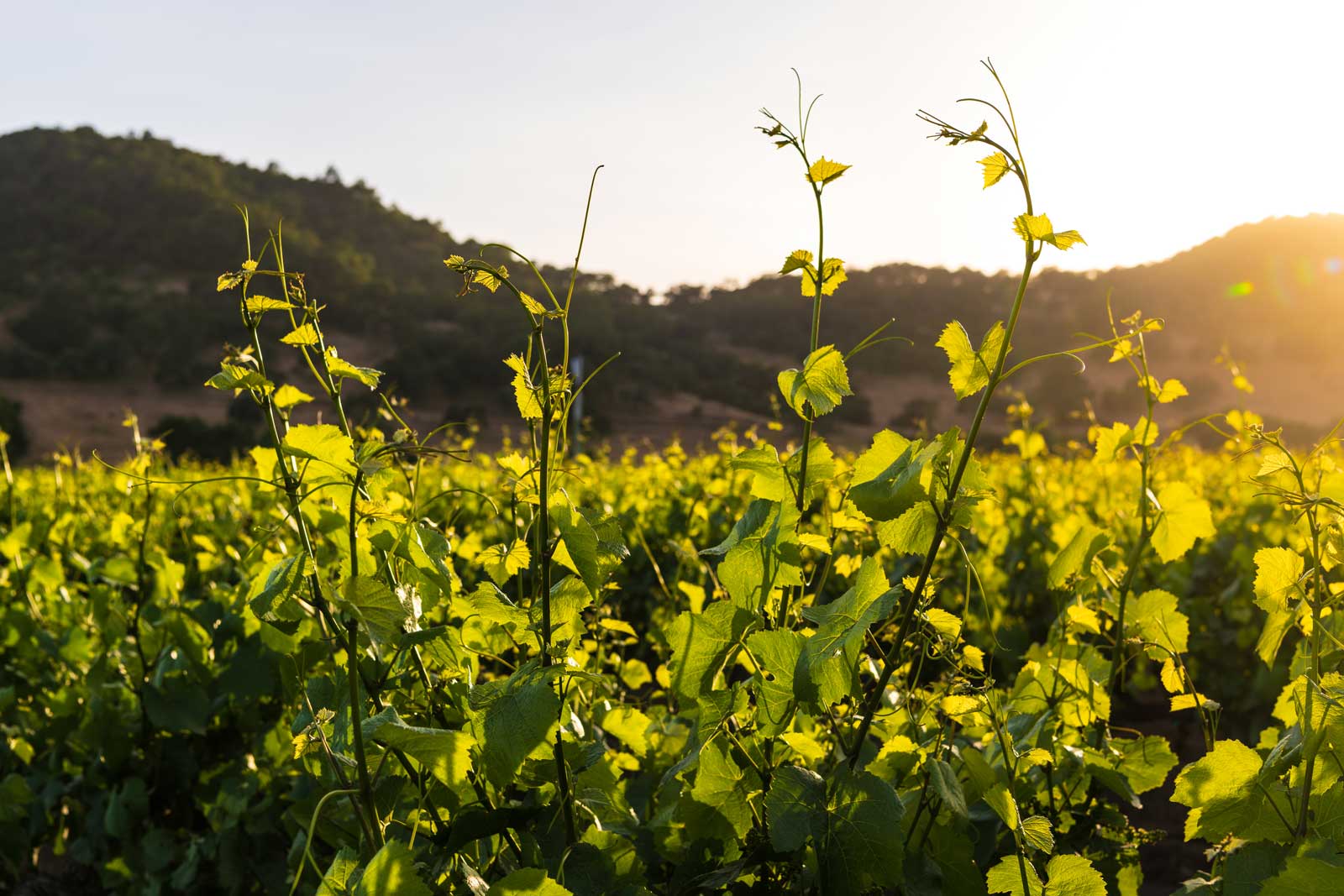 Home - Mason Cellars