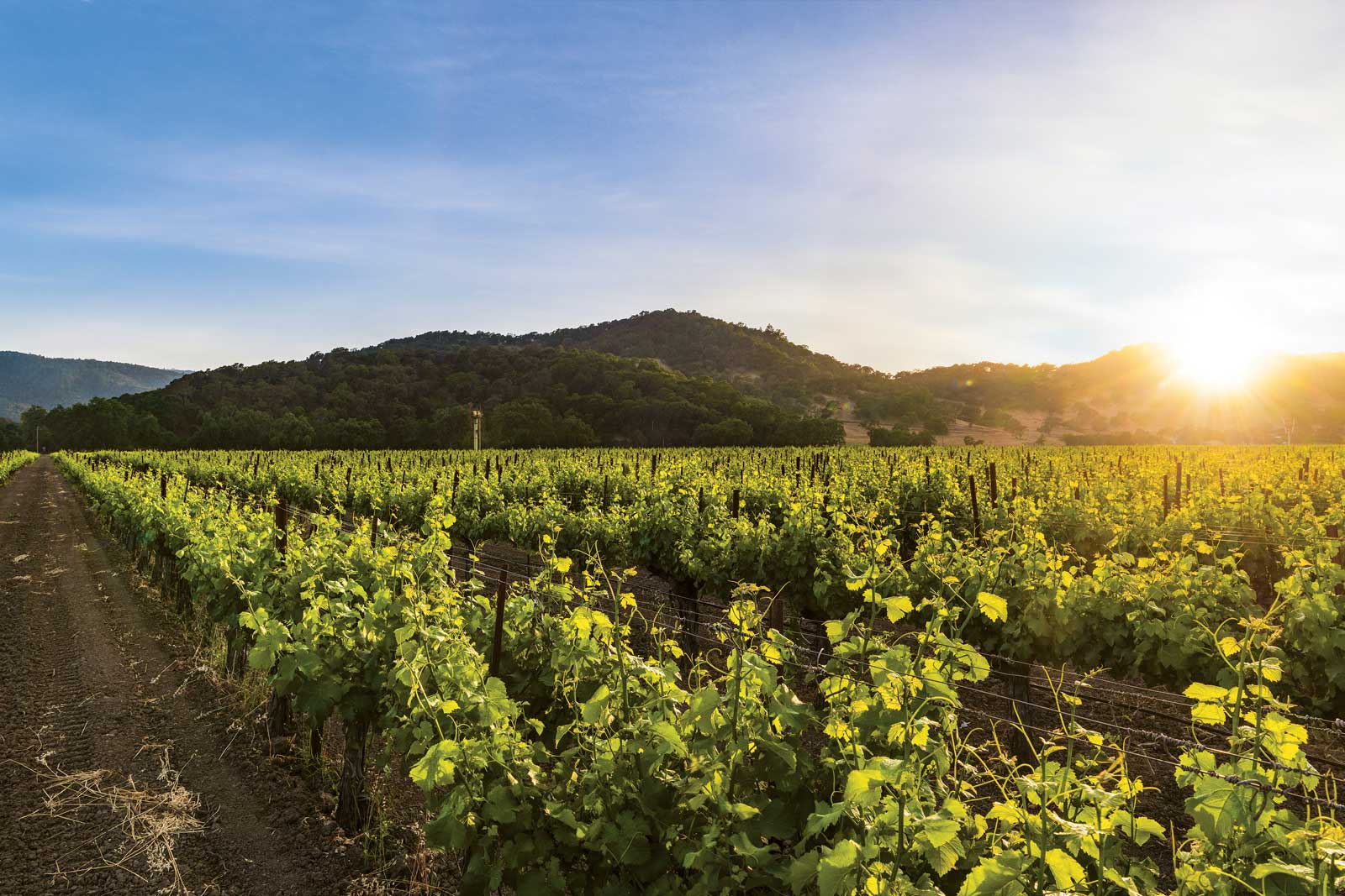 Privacy Policy - Mason Cellars